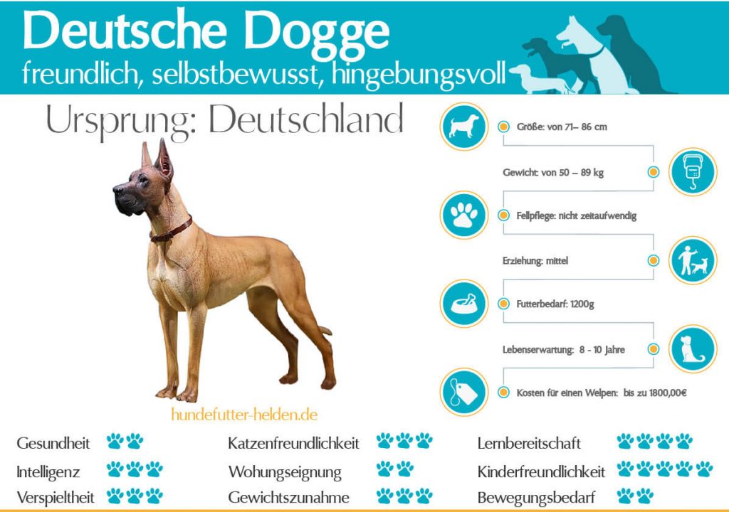 Deutsche Dogge Steckbrief - Hundefutter Helden